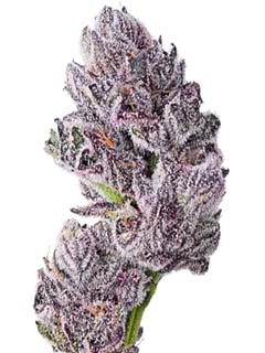 growers choice
